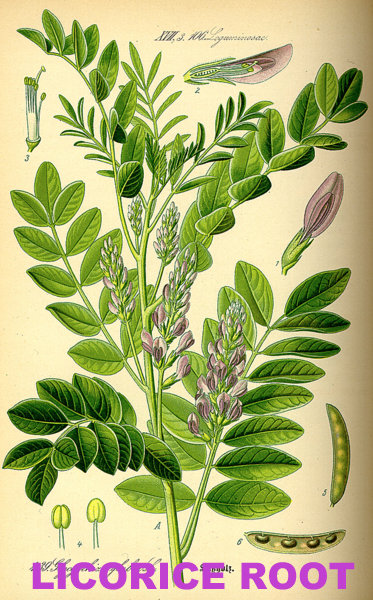 Licorice Root - Stop The Thyroid Madness