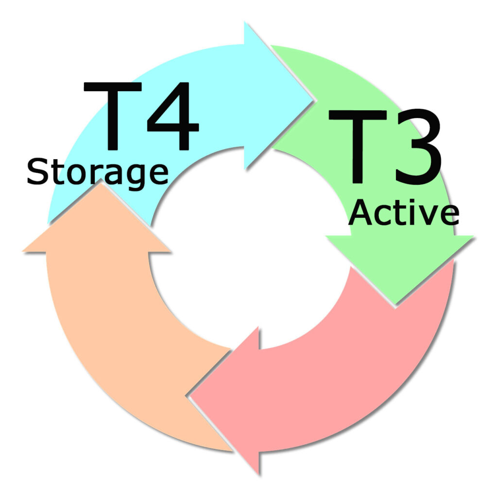 How much T3 and T4 is produced daily by your thyroid? - Stop The ...