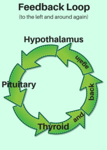 The almighty Feedback Loop - Stop The Thyroid Madness